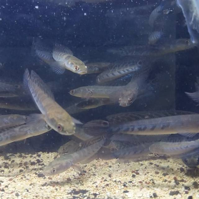 Produk raya fish | Shopee Indonesia