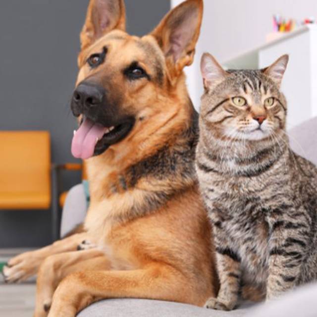 Produk Petshop Cinere | Shopee Indonesia