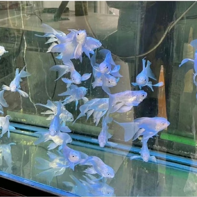 Produk Garage Fish | Shopee Indonesia
