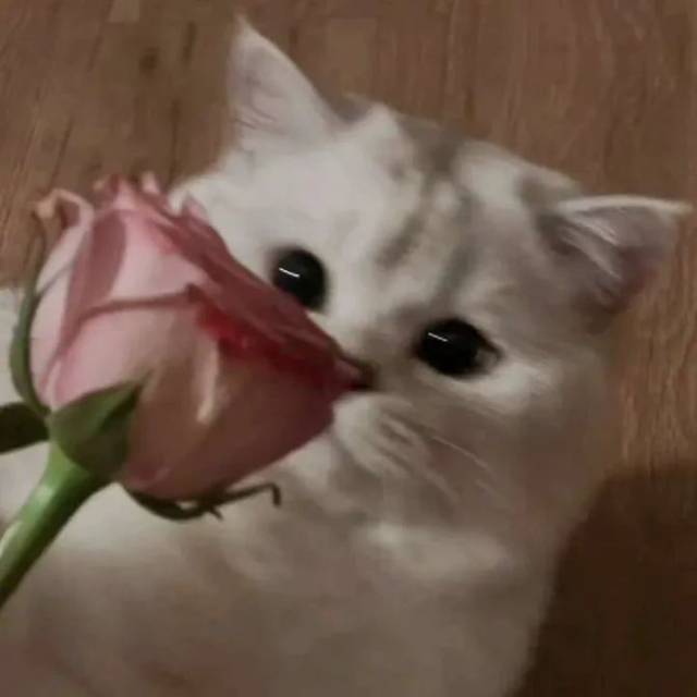 Produk meowo | Shopee Indonesia