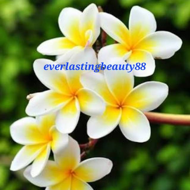 Produk Everlasting Beauty 88 | Shopee Indonesia