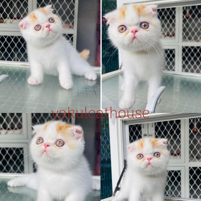 Produk vakul_cathouse | Shopee Indonesia