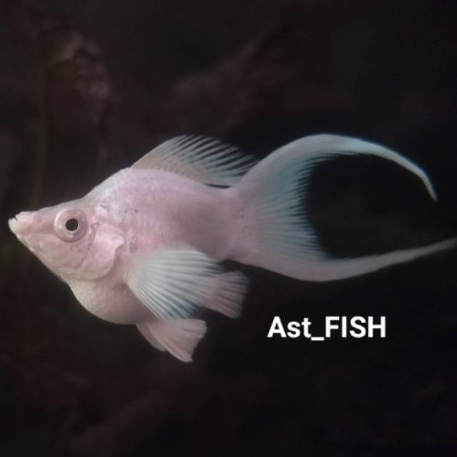 Produk Ast_FISH | Shopee Indonesia