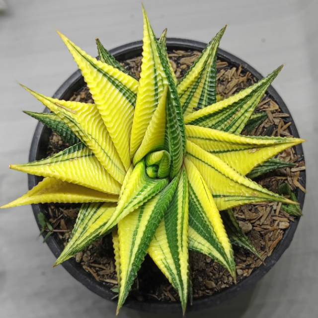 Produk biokaktus | Shopee Indonesia