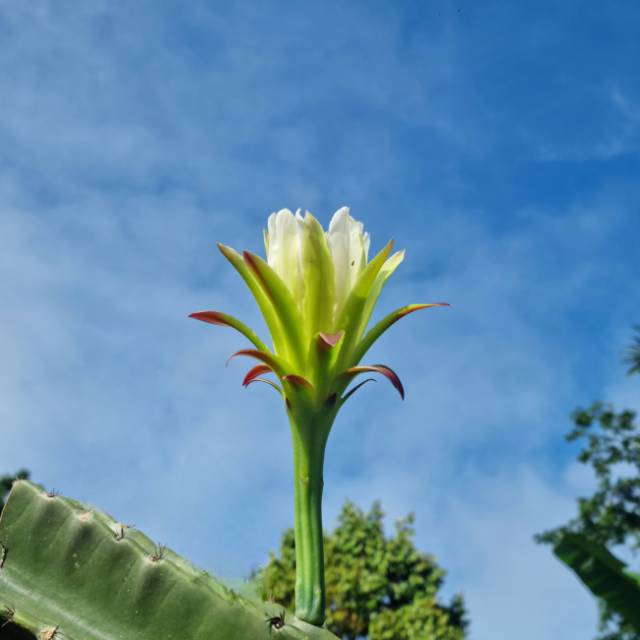 Produk BENISO | Shopee Indonesia