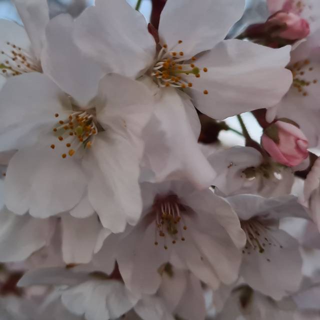 Produk CACA PLACE.COM | Shopee Indonesia