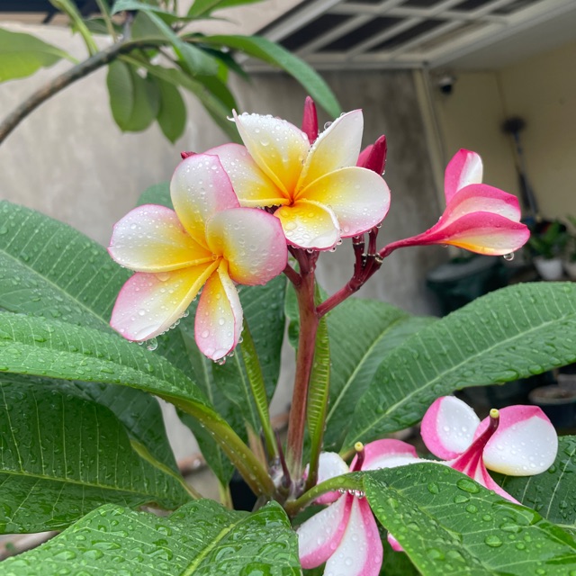 Produk Akry Craft | Shopee Indonesia