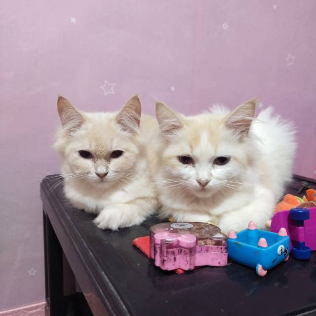 Produk jajin_shop | Shopee Indonesia