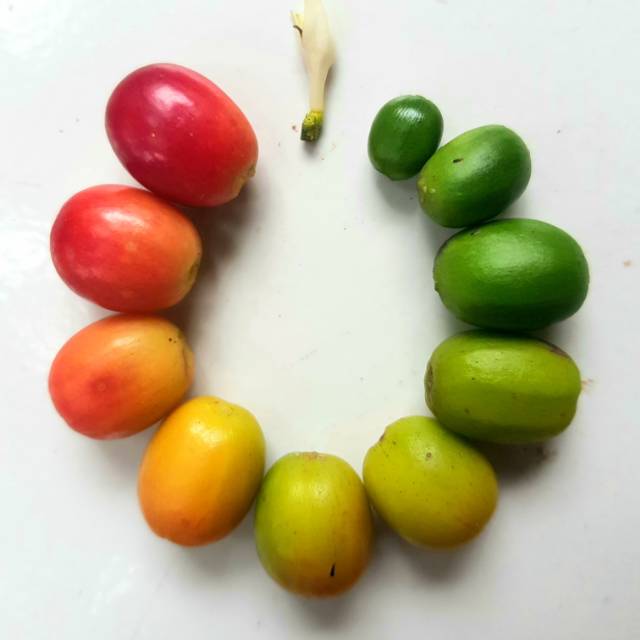 Produk Sunda Edun Coffee | Shopee Indonesia