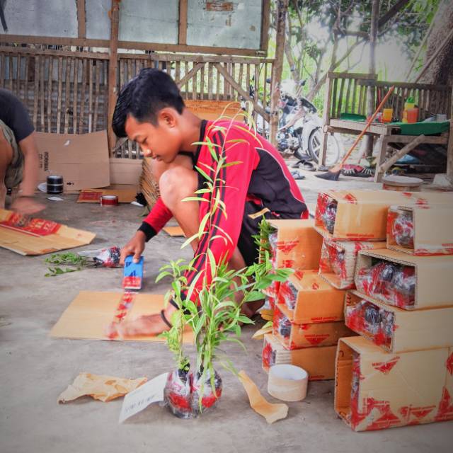 Produk Faish Bibit | Shopee Indonesia