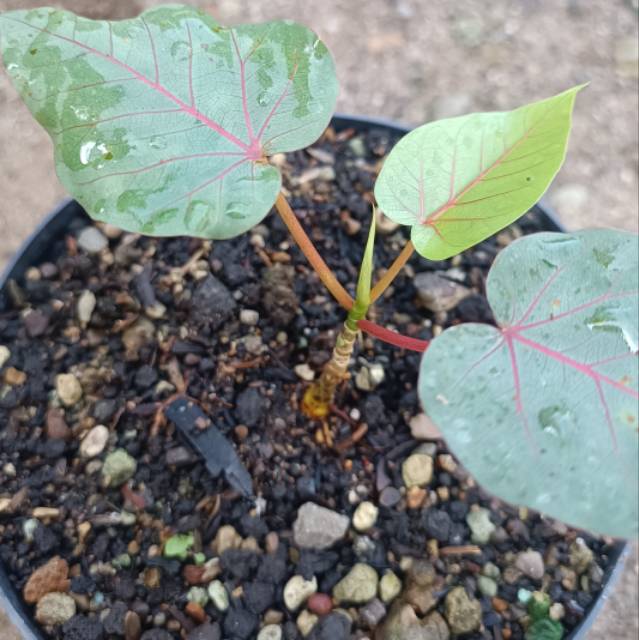 Produk ficbit | Shopee Indonesia