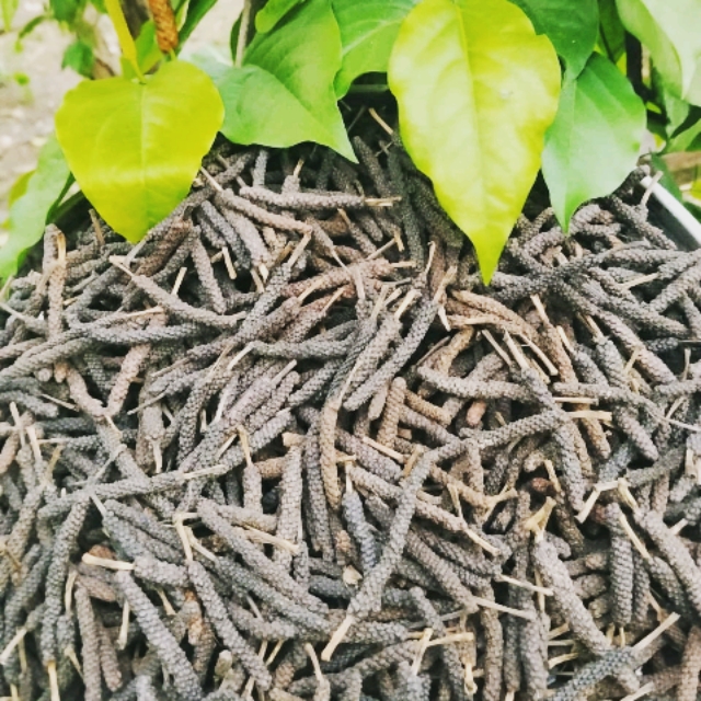 Produk Cabe Jawa_Tabia Bun | Shopee Indonesia