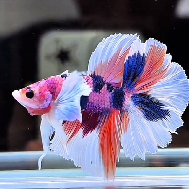 Produk Betta bumblebee shop | Shopee Indonesia