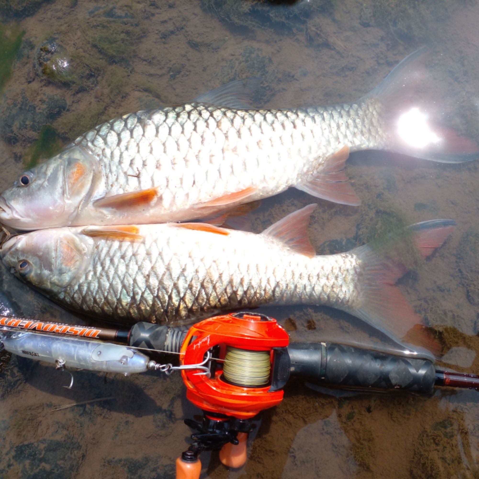 Produk Green Fishing | Shopee Indonesia