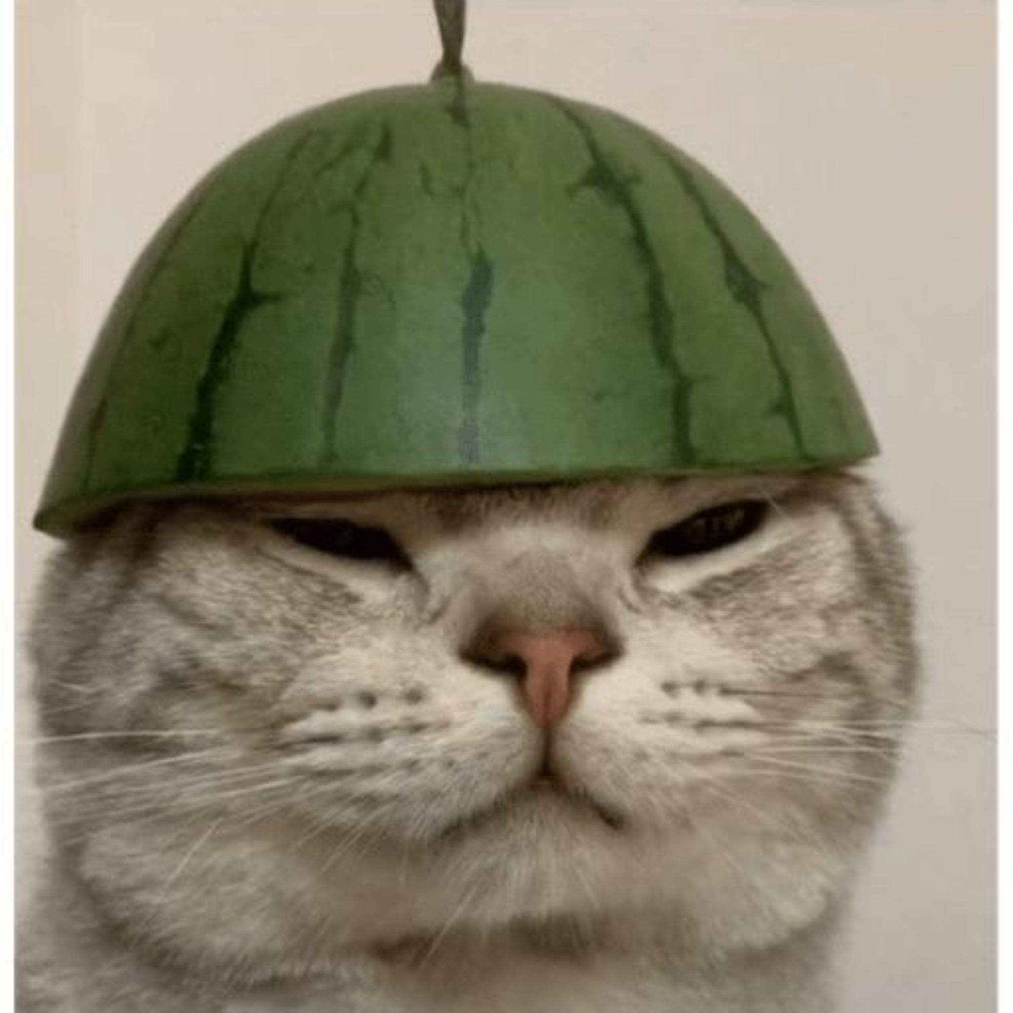 Produk hbhbhbhb | Shopee Indonesia