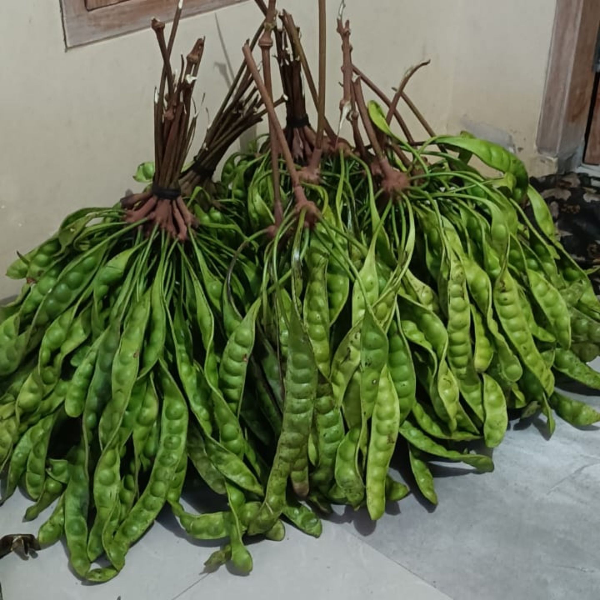 Produk petani pette | Shopee Indonesia