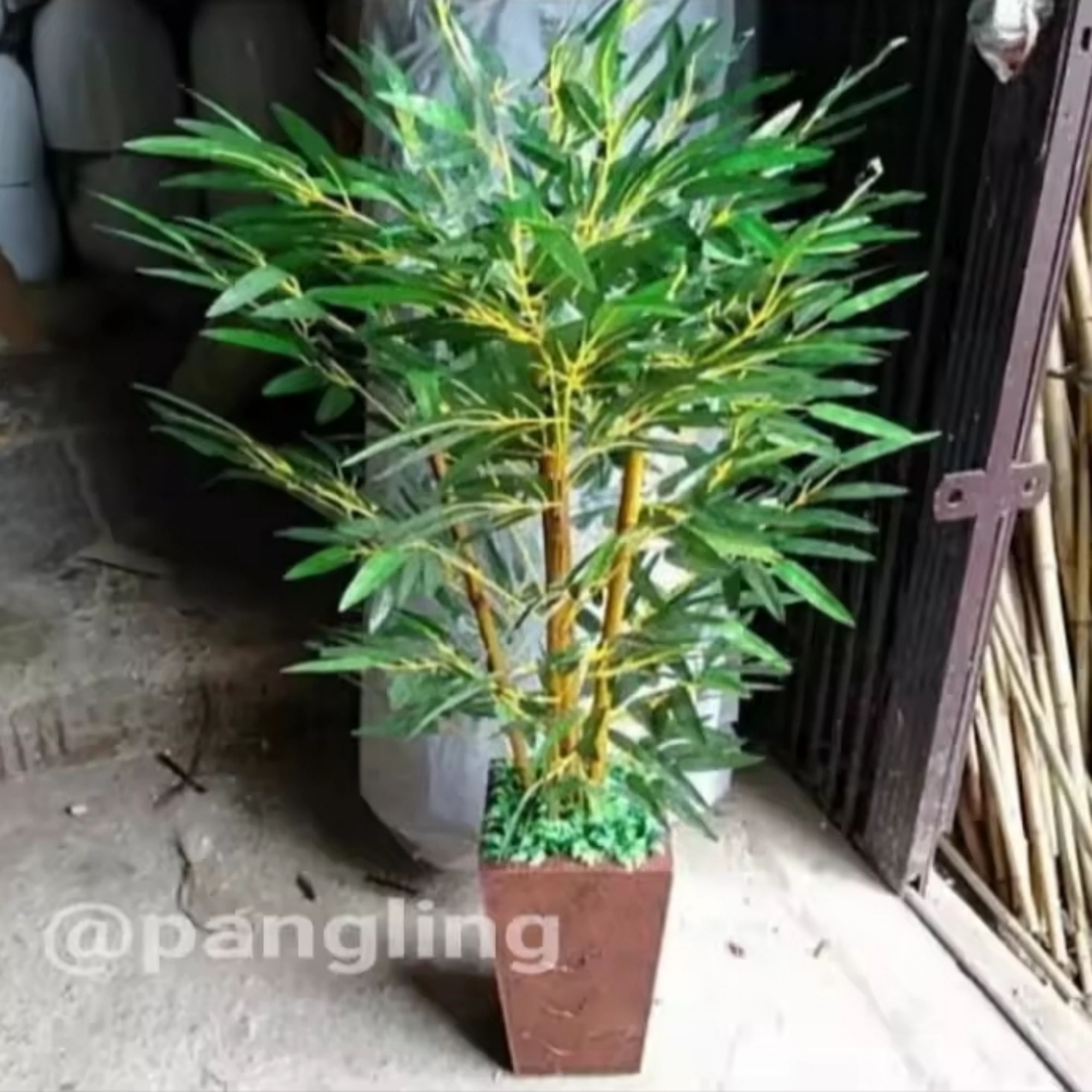 Produk PANGLING | Shopee Indonesia